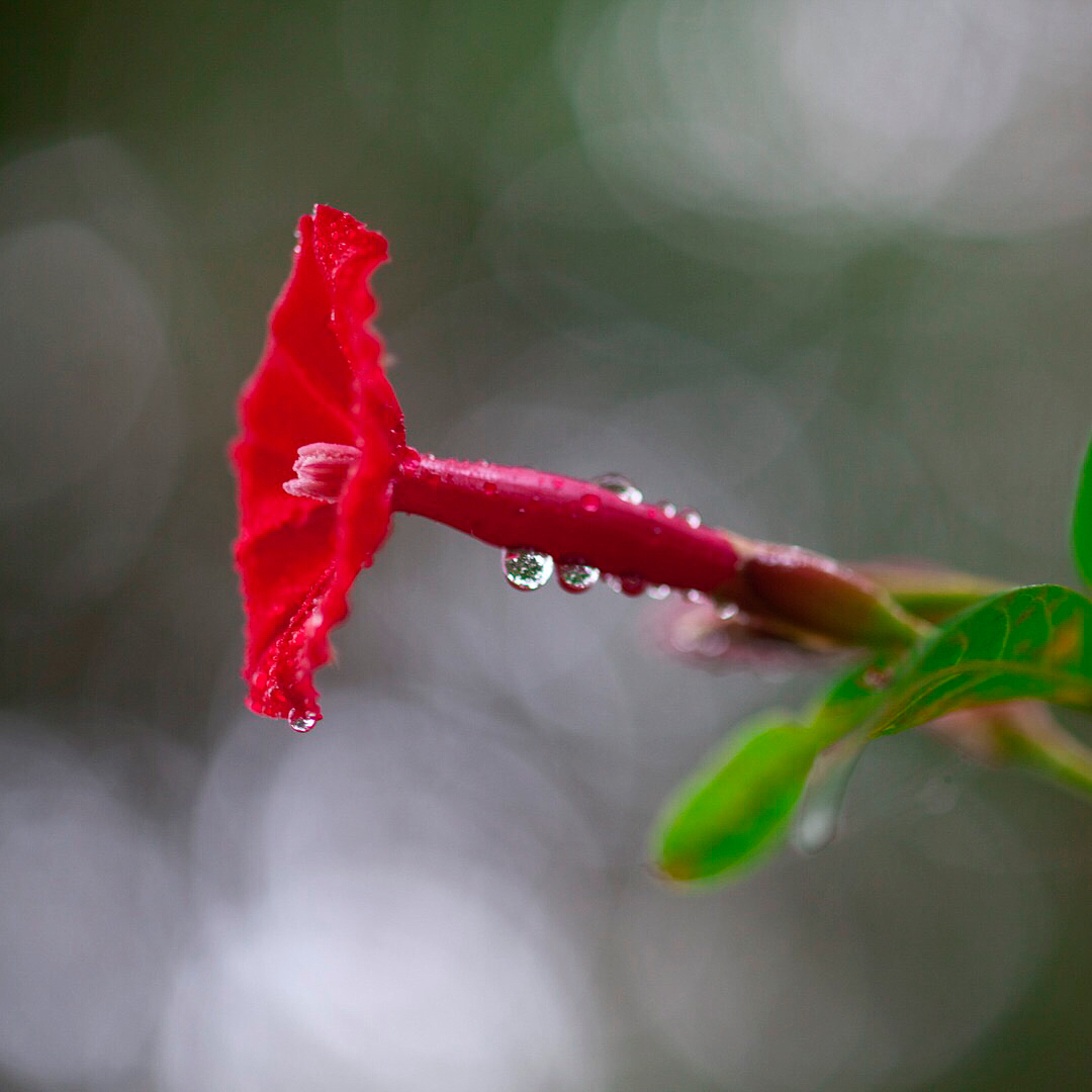 Respira, nós estamos na Floresta Nacional de Carajás – Prefeitura de ...
