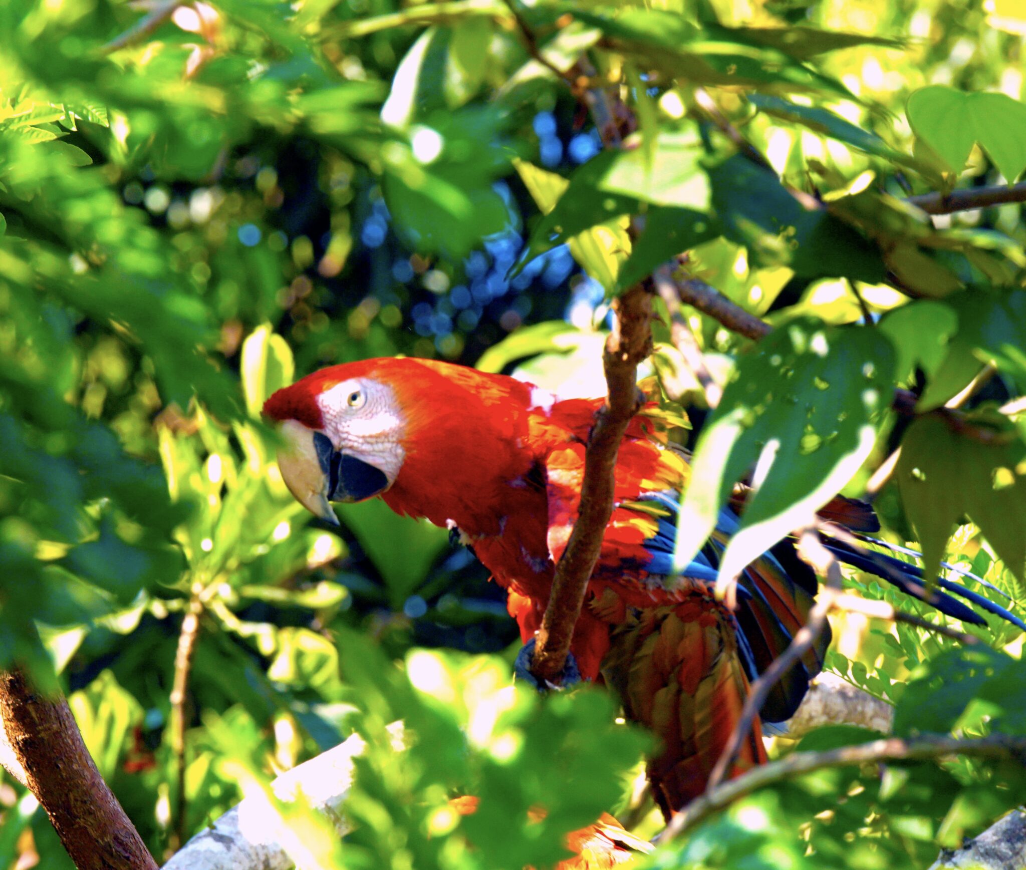 Respira, nós estamos na Floresta Nacional de Carajás – Prefeitura de ...